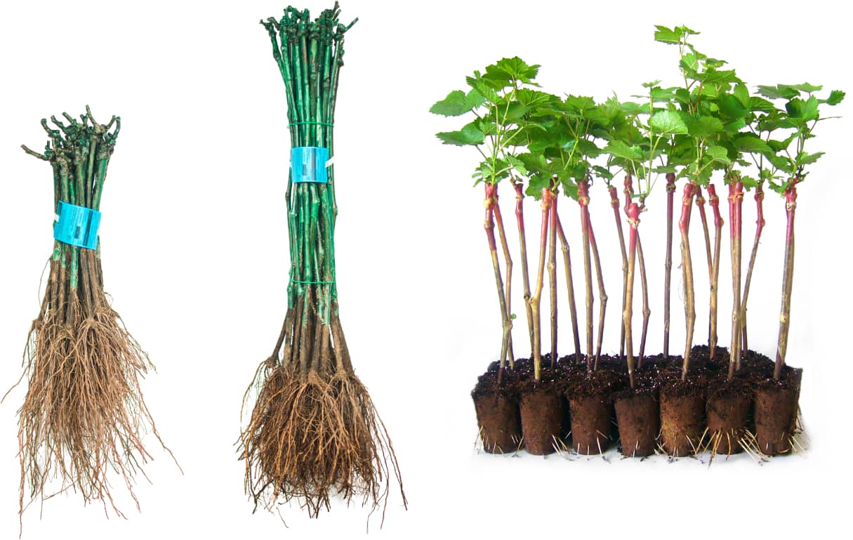 VITIS Rauscedo - Production of Grafted Vines