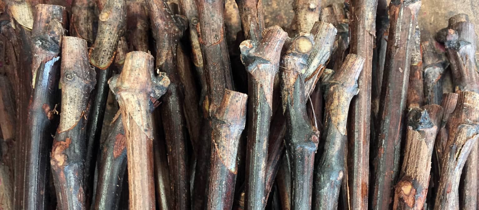 VITIS Rauscedo - Production of Grafted Vines