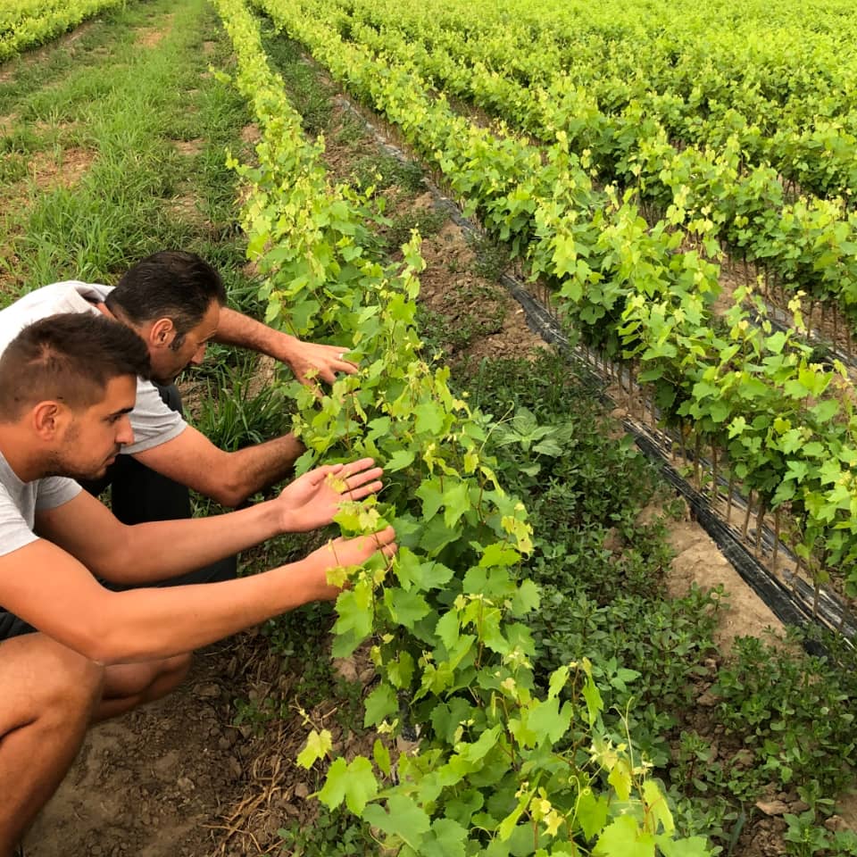 VITIS Rauscedo - Production of Grafted Vines