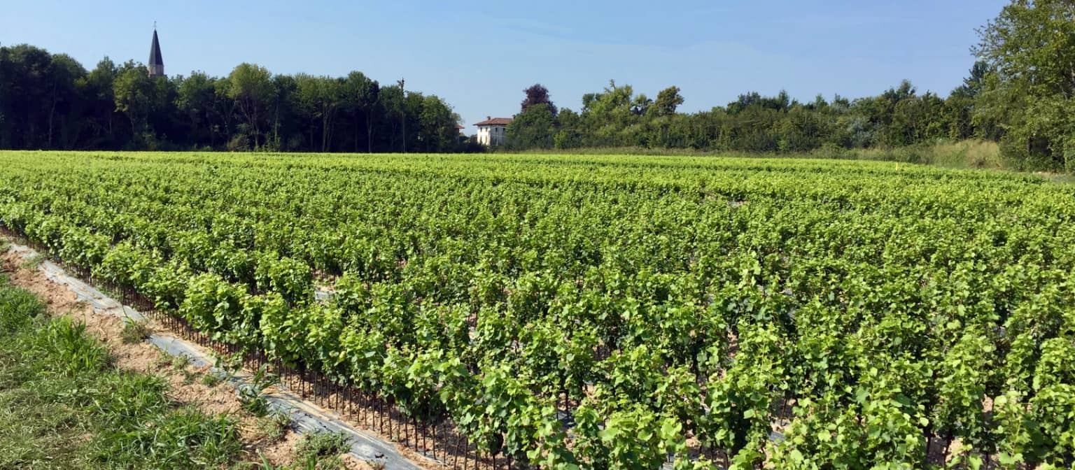 VITIS Rauscedo - Produzione Barbatelle Innestate