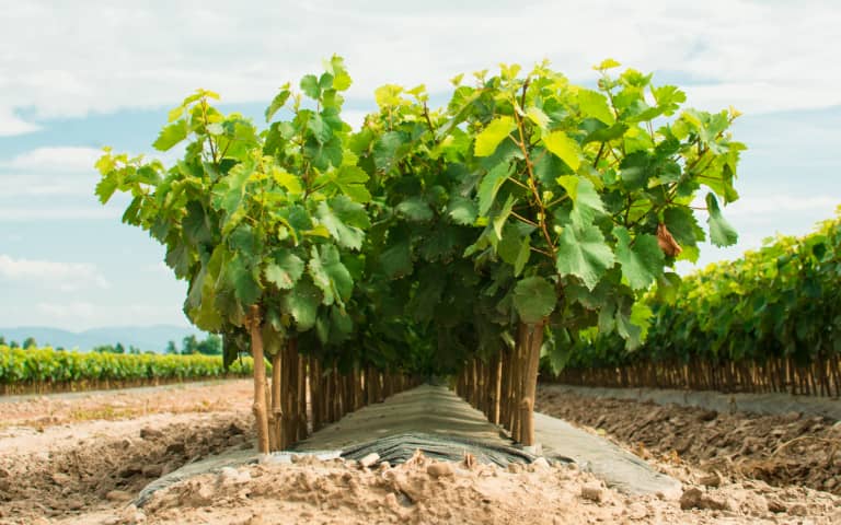 VITIS Rauscedo - Produzione Barbatelle Innestate