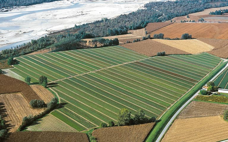 VITIS Rauscedo - Produzione Barbatelle Innestate