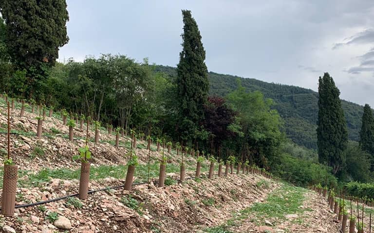 VITIS Rauscedo - Produzione Barbatelle Innestate