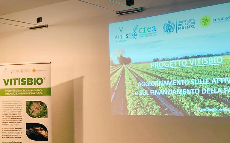 VITIS Rauscedo - Produzione Barbatelle Innestate