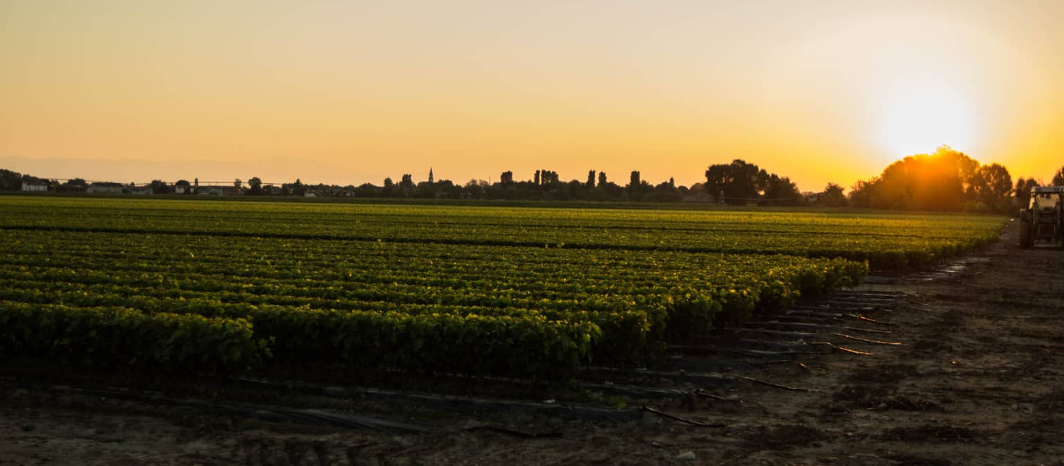 VITIS Rauscedo - Produzione Barbatelle Innestate