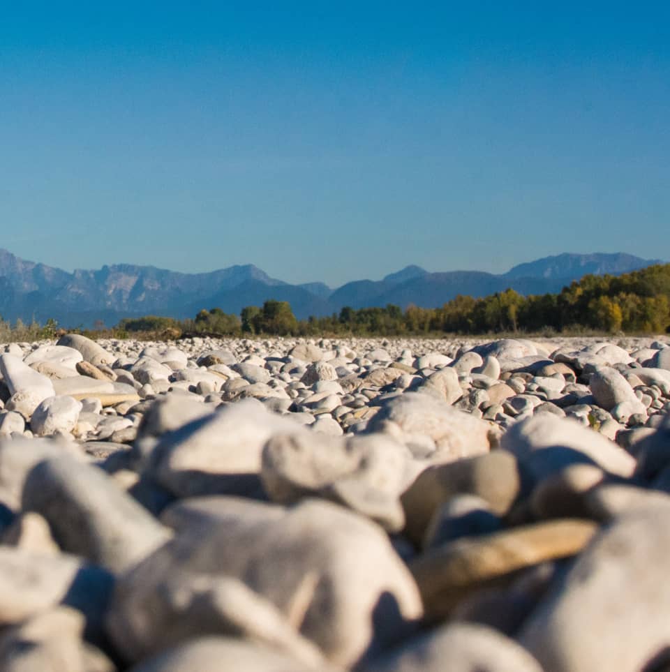 VITIS Rauscedo - Produzione Barbatelle Innestate