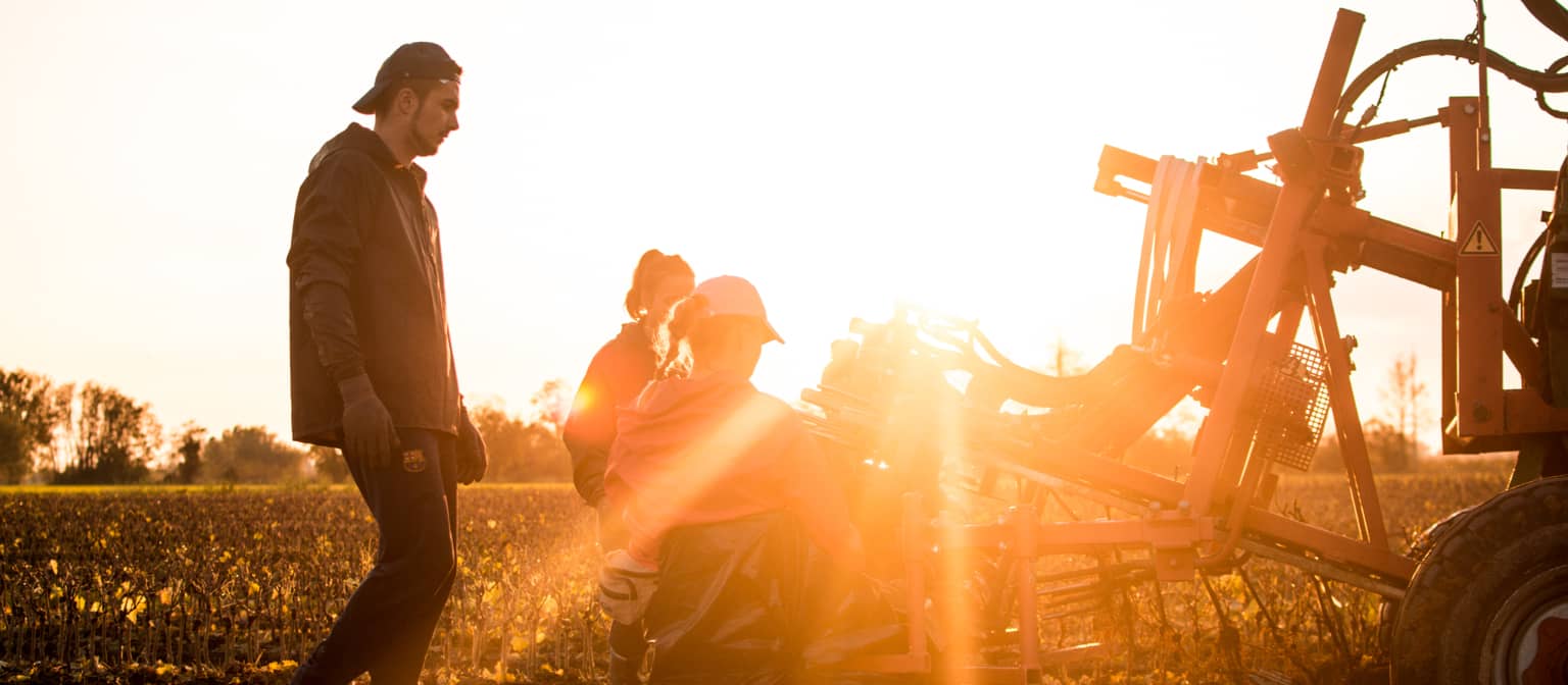 VITIS Rauscedo - Production of Grafted Vines