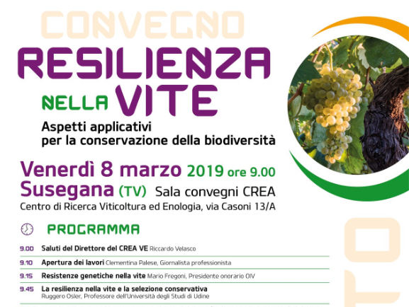 VITIS Rauscedo - Production of Grafted Vines